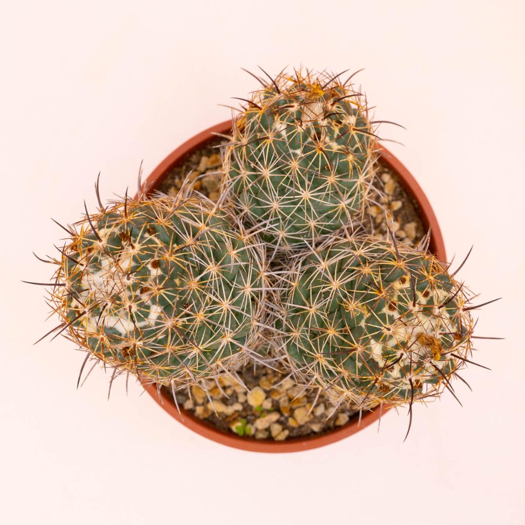 Novità Piante grasse, Cactus, Cactacee, Piante succulente