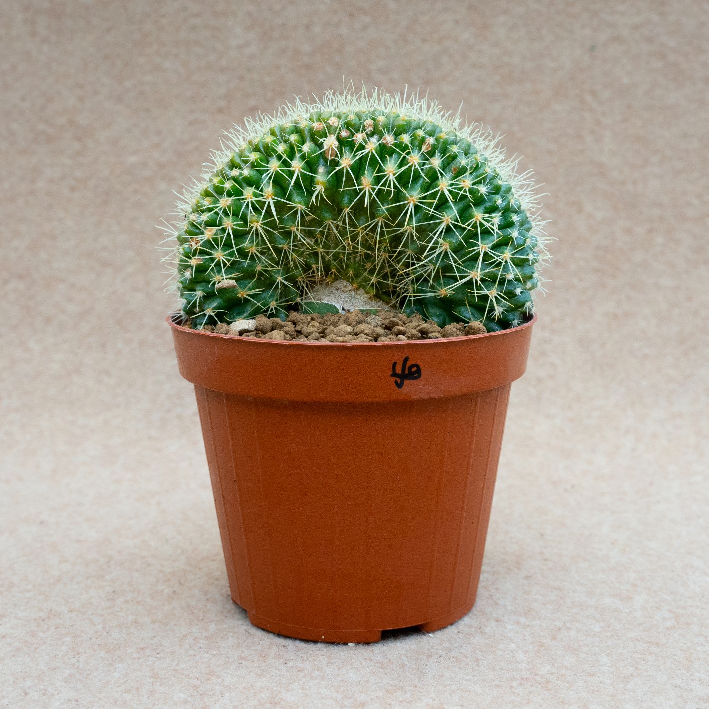 Echinocactus grusonii setispinus crestato vaso Ø 12
